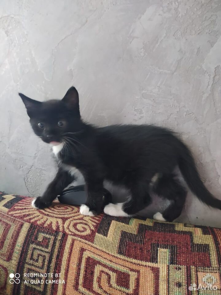 Кот