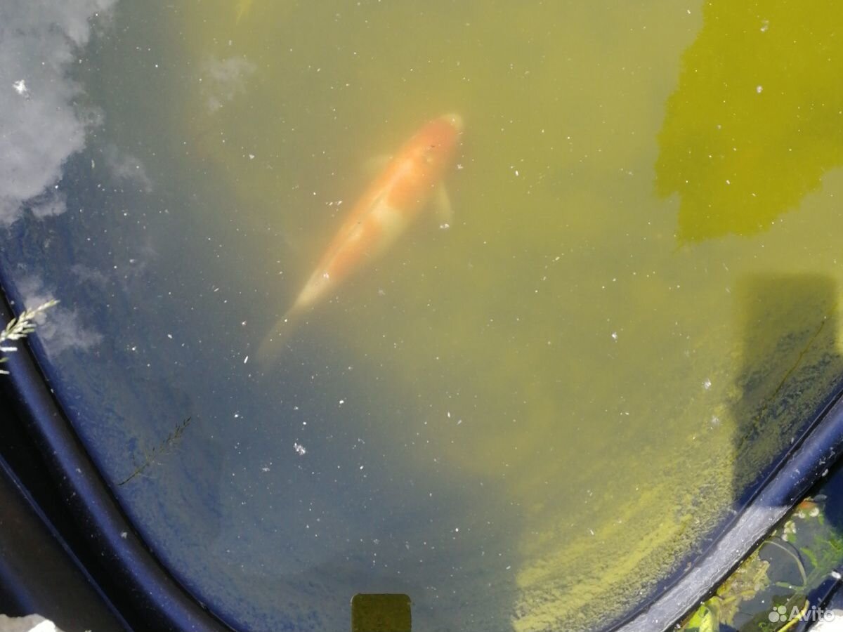 Декоративный карп Кои