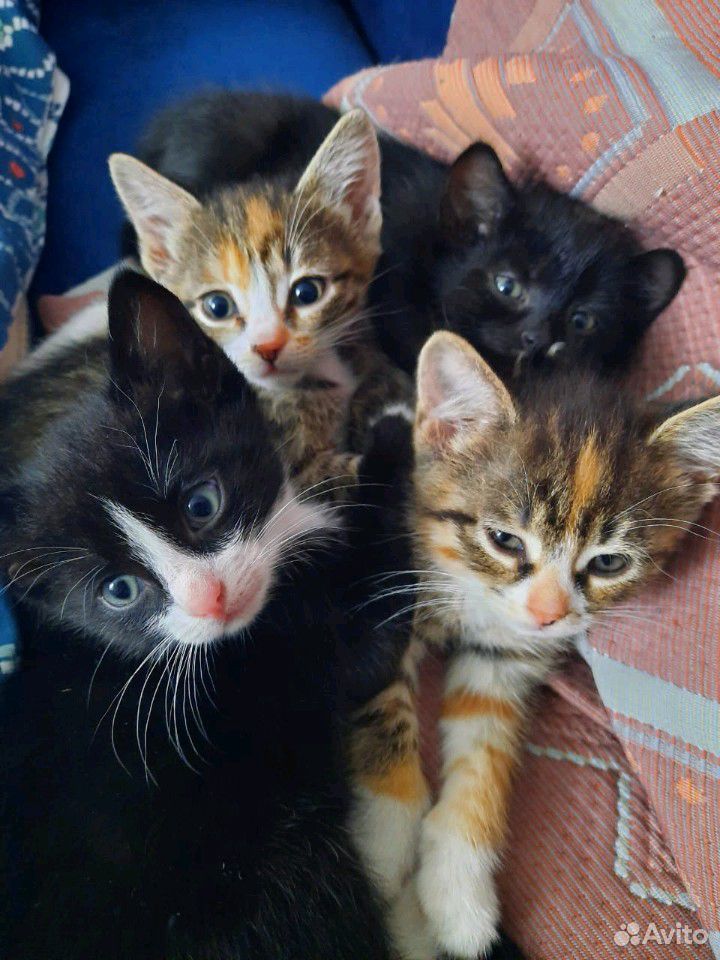 Красивая котосемья