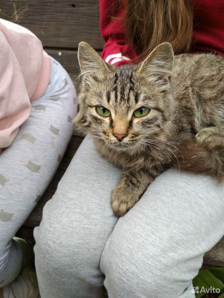 Кот, полгода