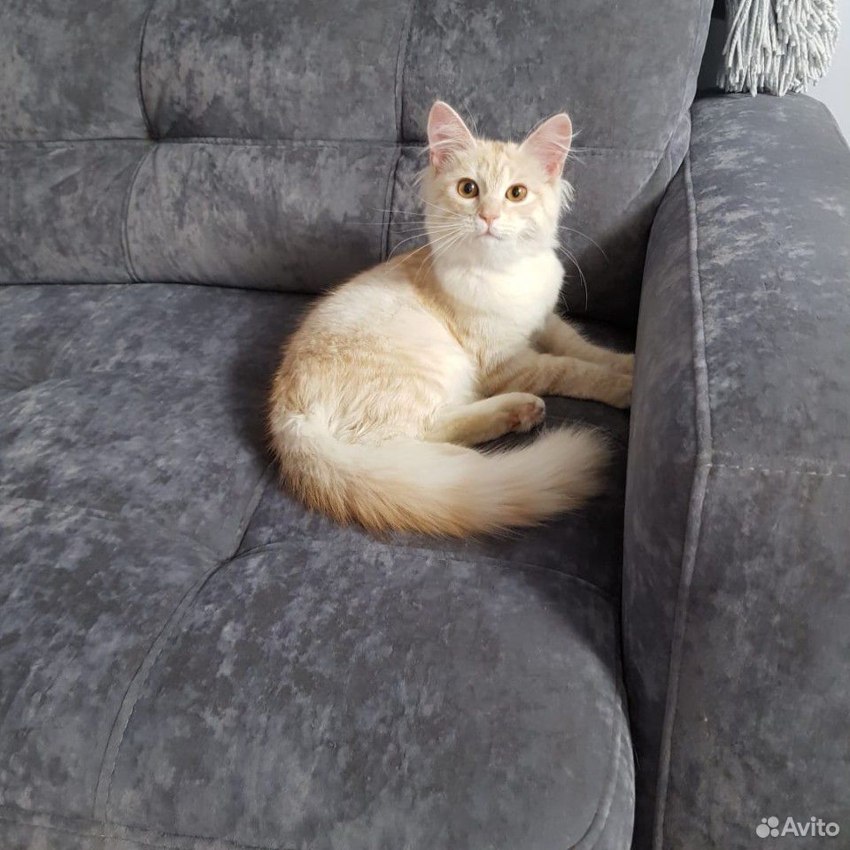 Котенок Персик пушистый метис 6мес