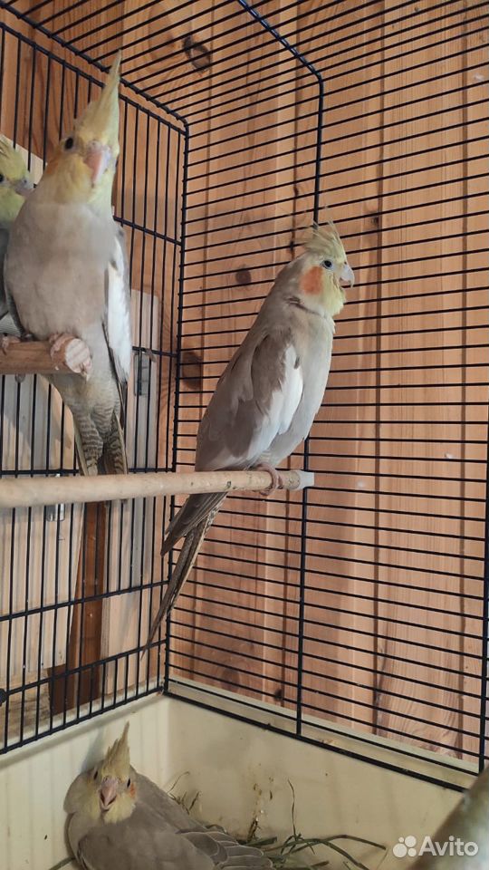 Попугаи Корелла