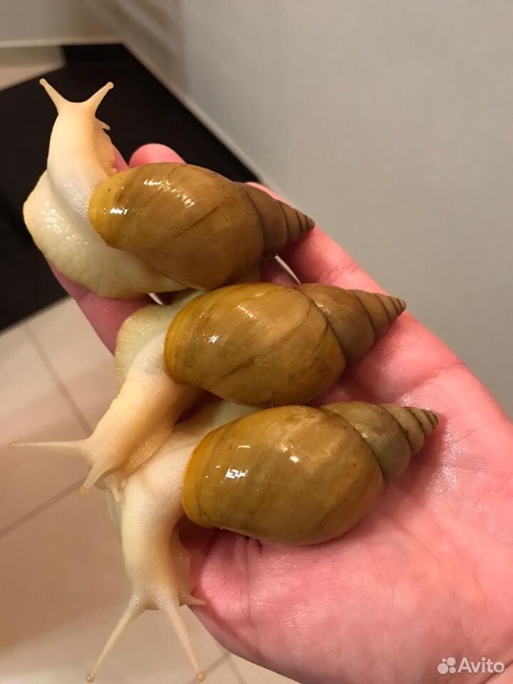 Ахатина альбино