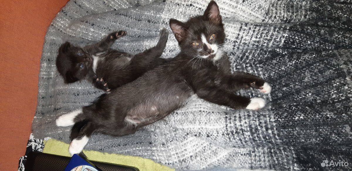 Котенок мальчик
