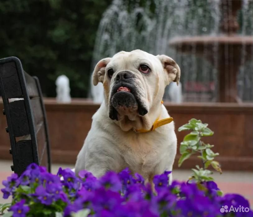 Английский бульдог бесплатно