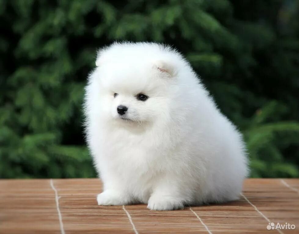 Померанский шпиц.мальчик и девочка