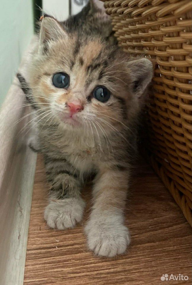 Малышка Афина ищет дом