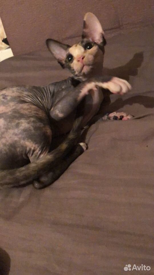 Донской сфинкс вязка девочка