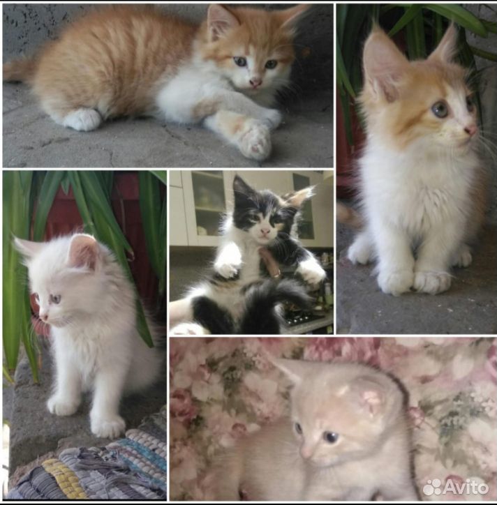 Котята домашние