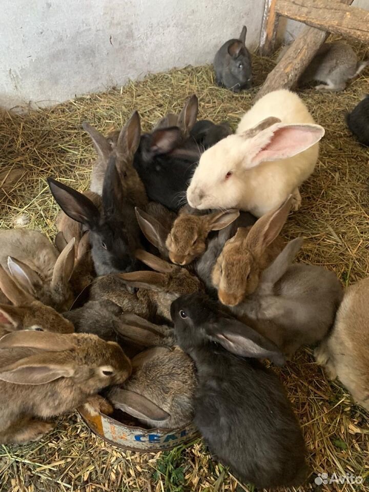 Продам кроликов