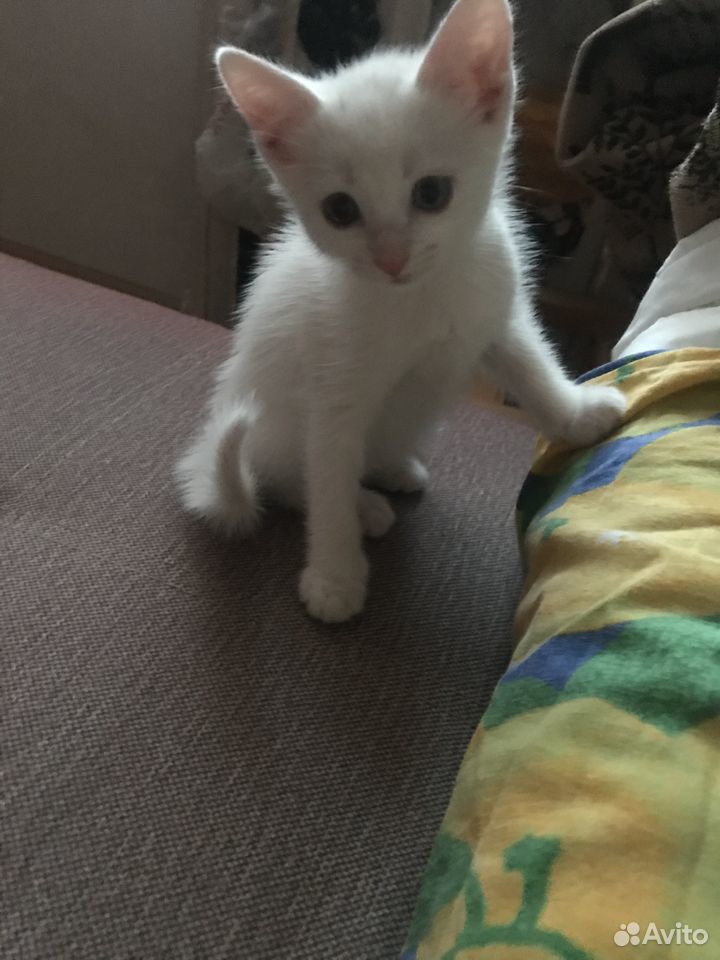 Отдаю белоснежного котёнка в хорошие руки ) ему 4