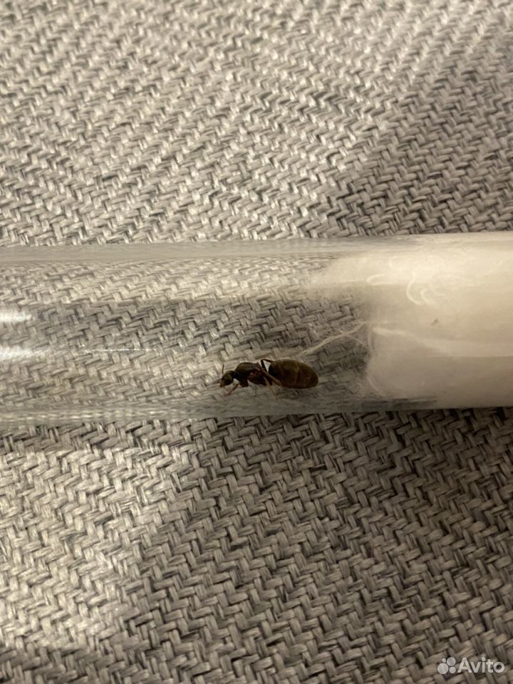 Матка Lasius Niger