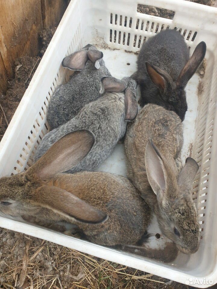 Крольчата