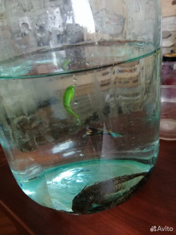 Аквариум 55литов+5рыбок