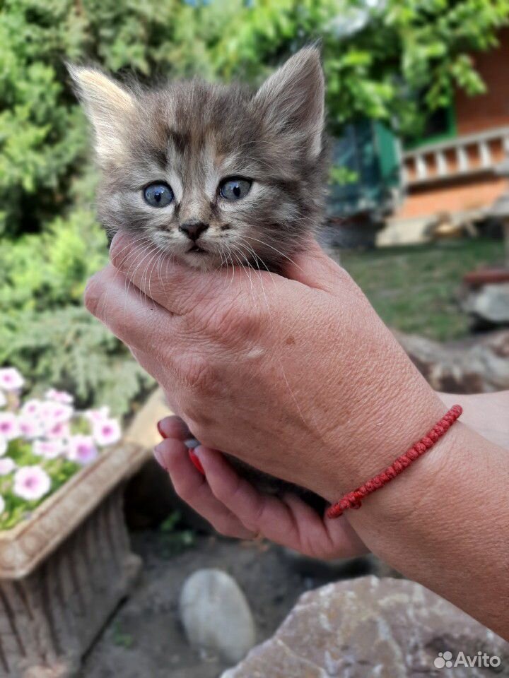 Кошка