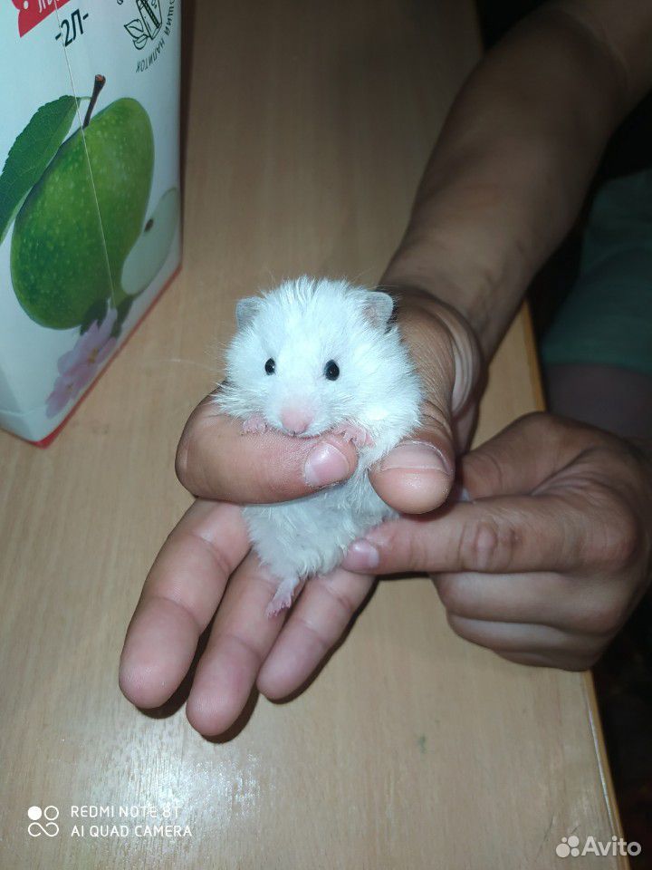 Сирийский хомяк