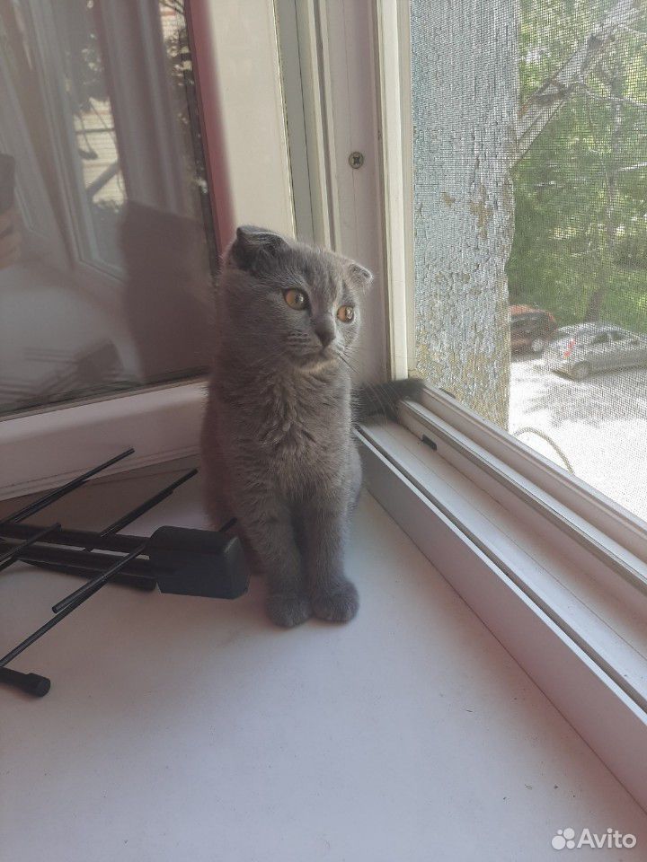 Британская вислоухая