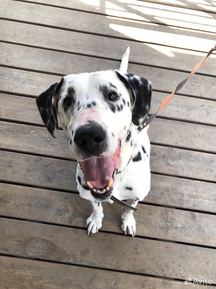 Далматин в добрые руки