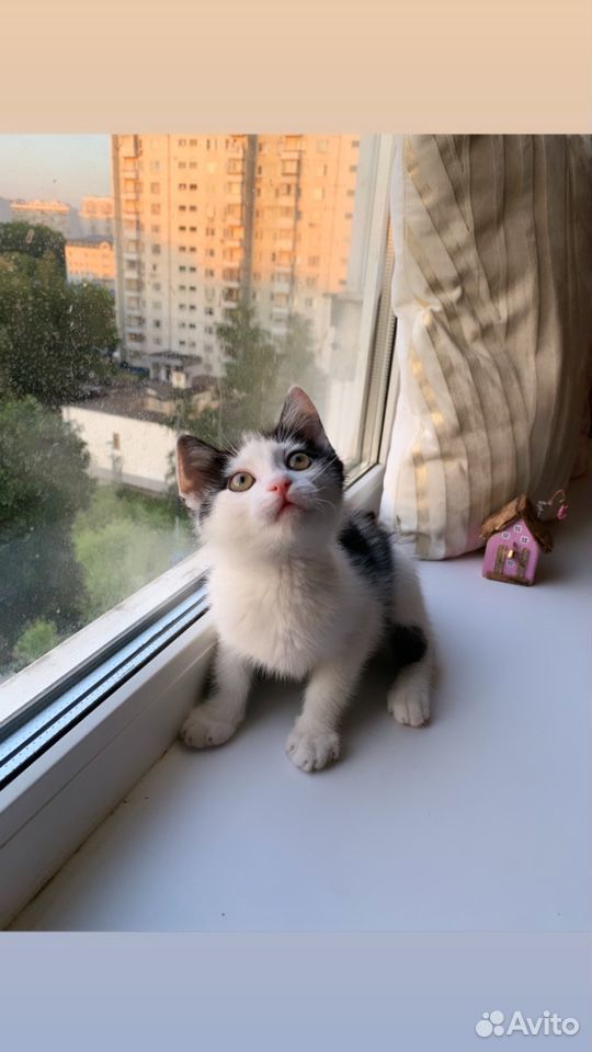 Котенок Панда 2,5 мес