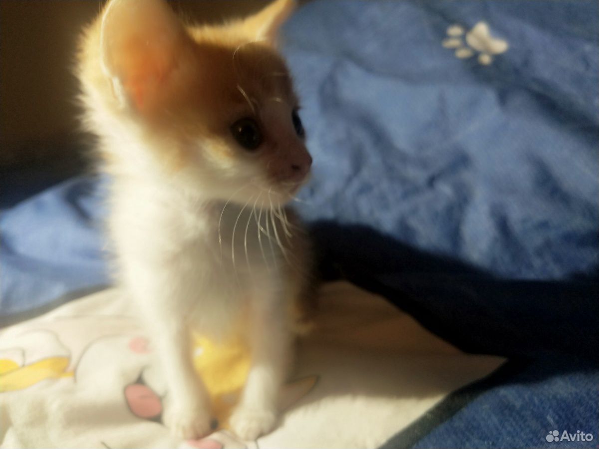 Обаятельный котик в дар