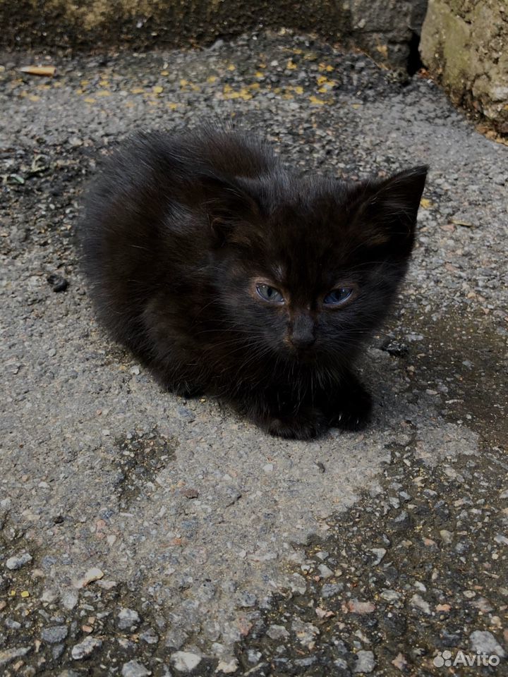 Котёнок чёрный