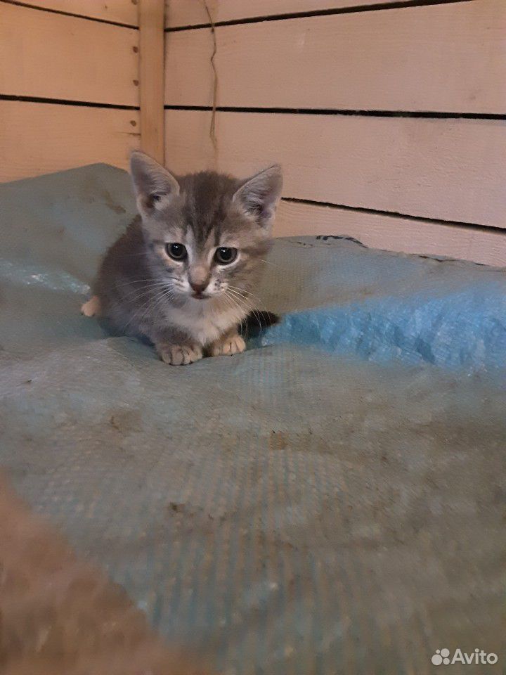 Котята