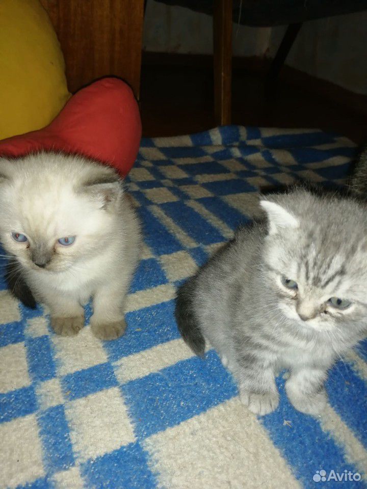 Котята британцы