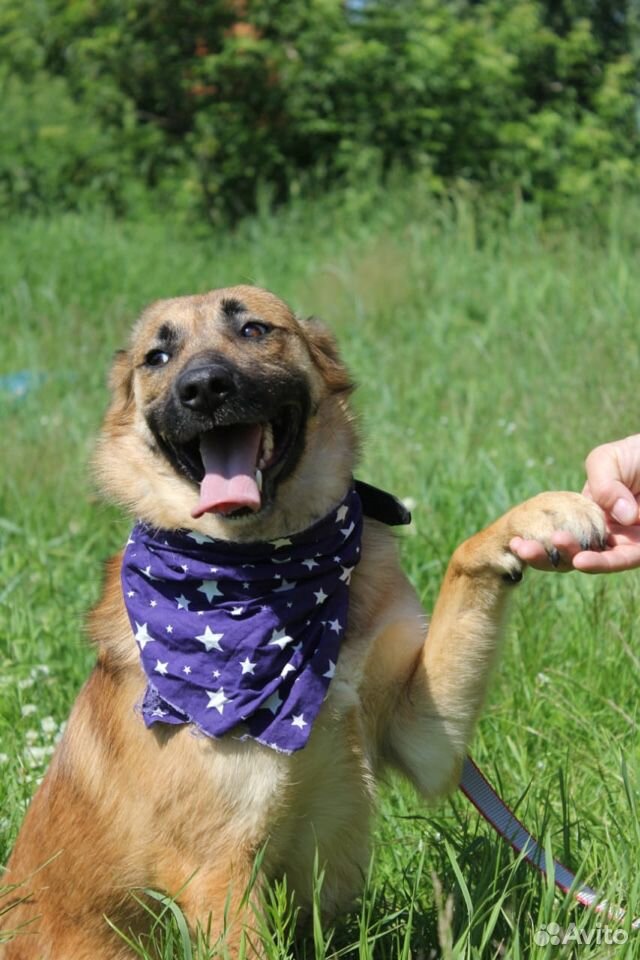 Отдам в хорошие руки, ласковая Фокси