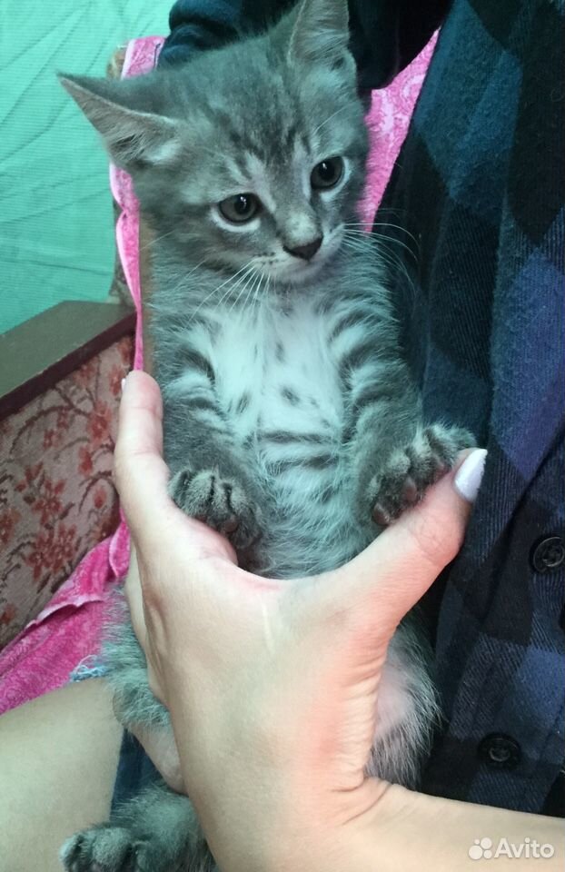 Котёнок Whiskas