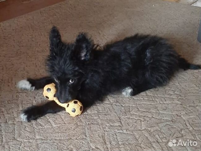 Кудряшка в добрые руки