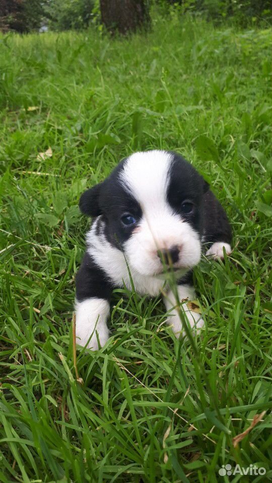 Кардиганчики