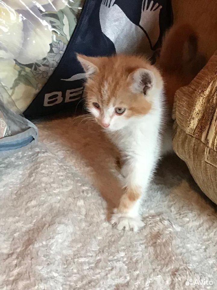 Котенок