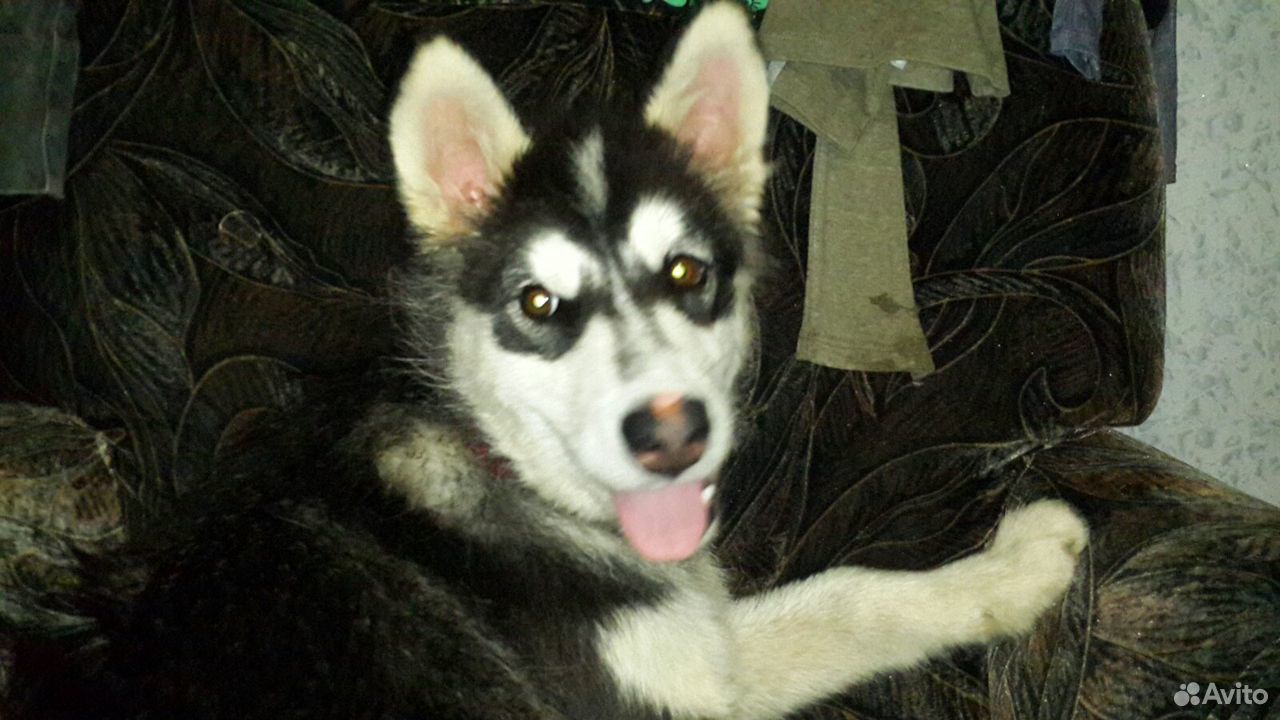 Маламут, девочка