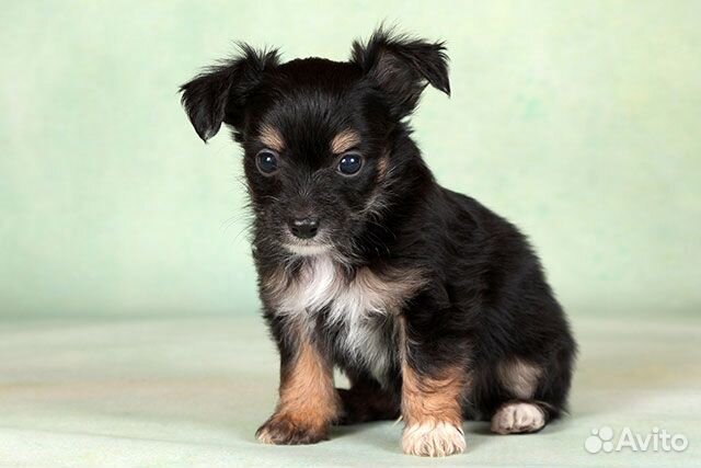 Китайская хохлатая собака мальчик пуховка