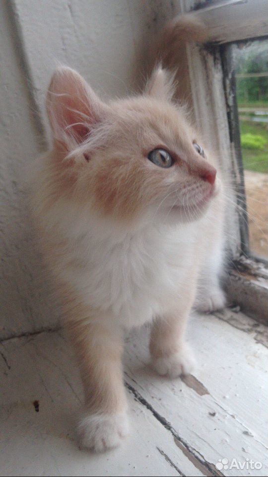 Котёнок девочка 1,5месяца