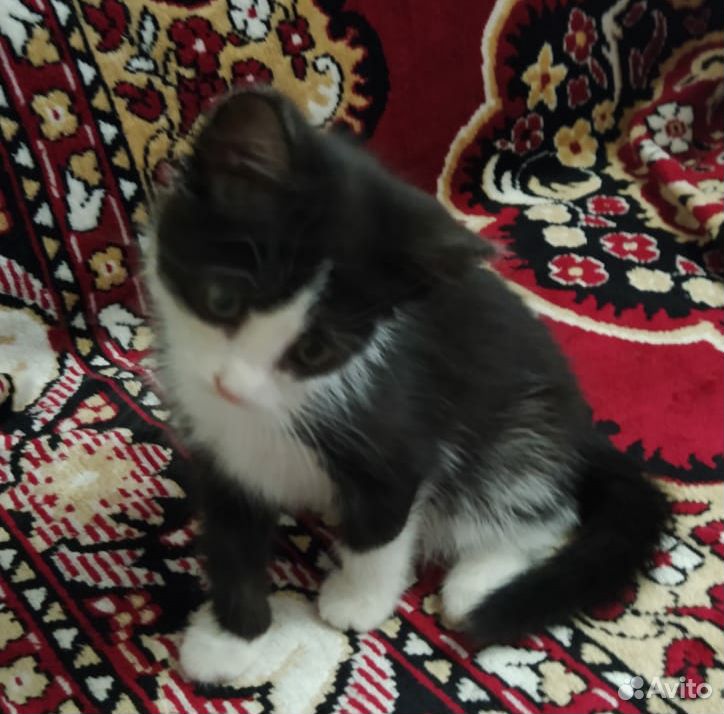 Девчушка ищет дом)