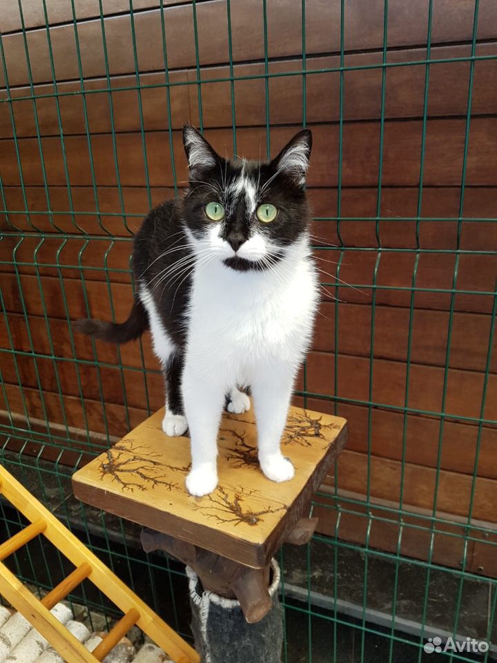 Котик Маркиз