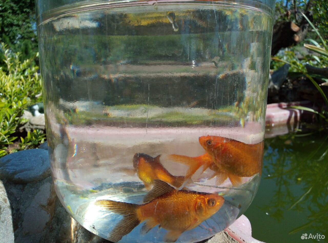 Прудовые рыбки кометы