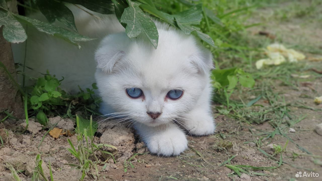 Шотландская