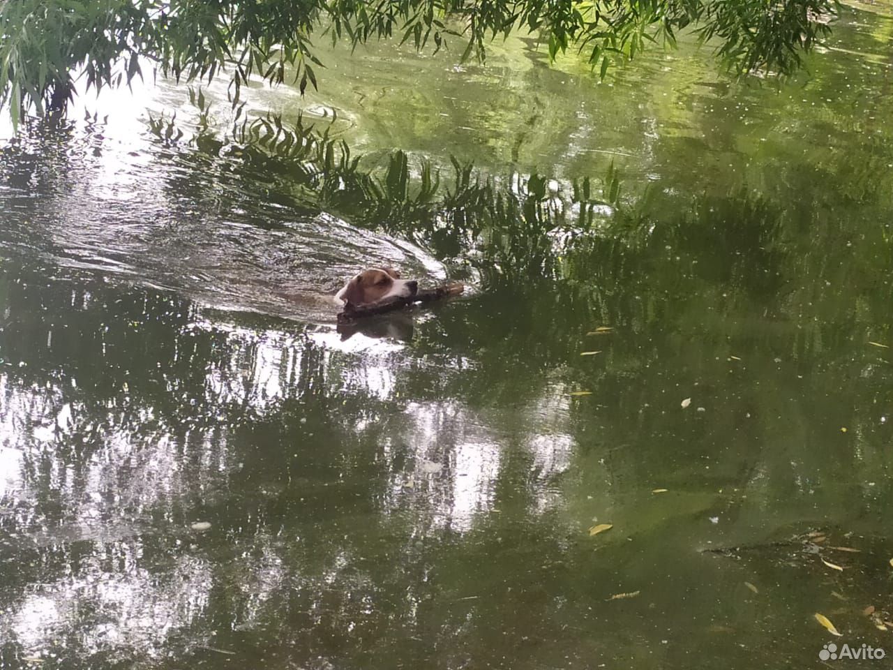 Кобель для вязки Джек Расел терьер