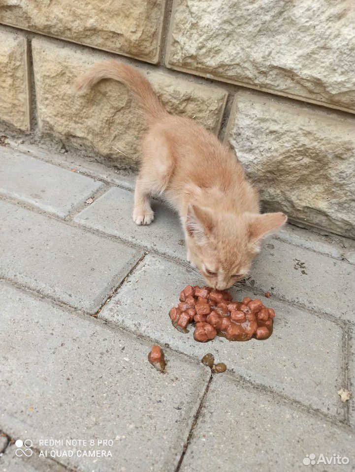 Рыжий чудесный котенок
