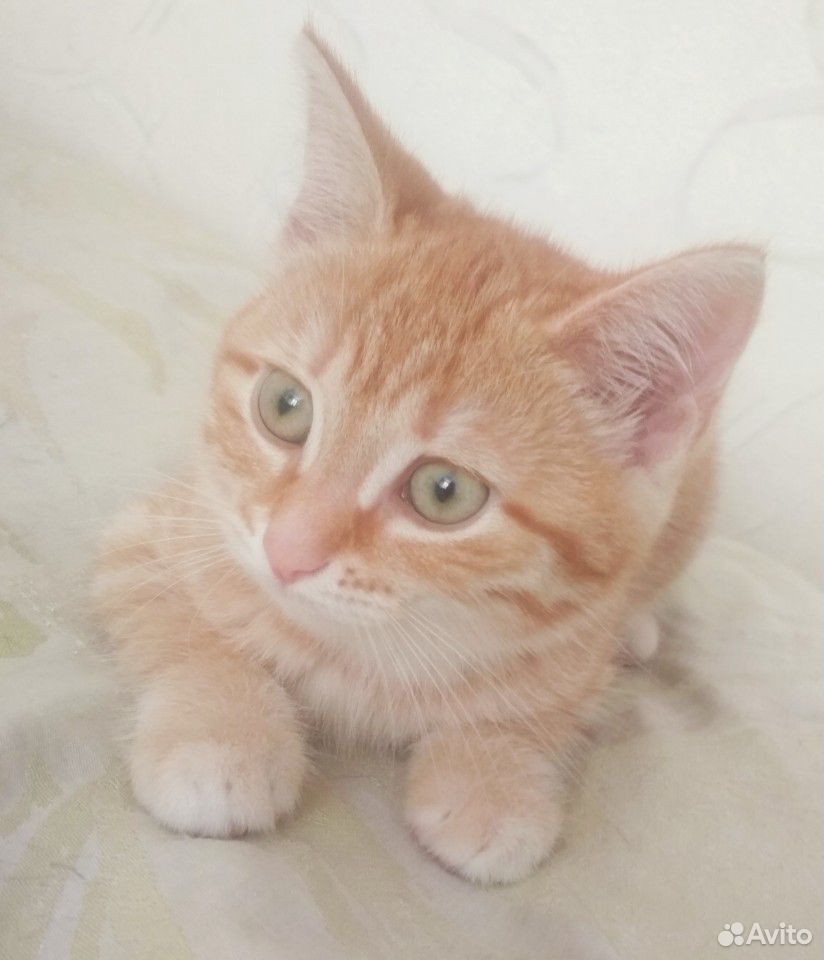 Солнечный котенок 1,5 месяца