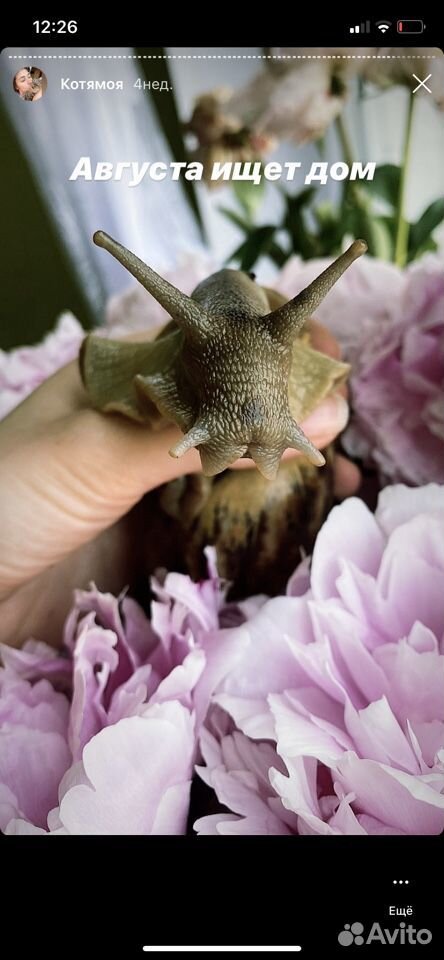 Улитка Ахатин