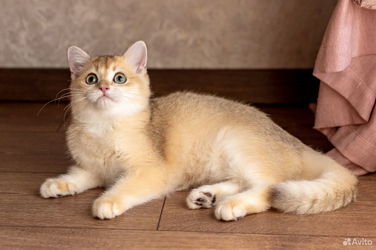 Котик ny12