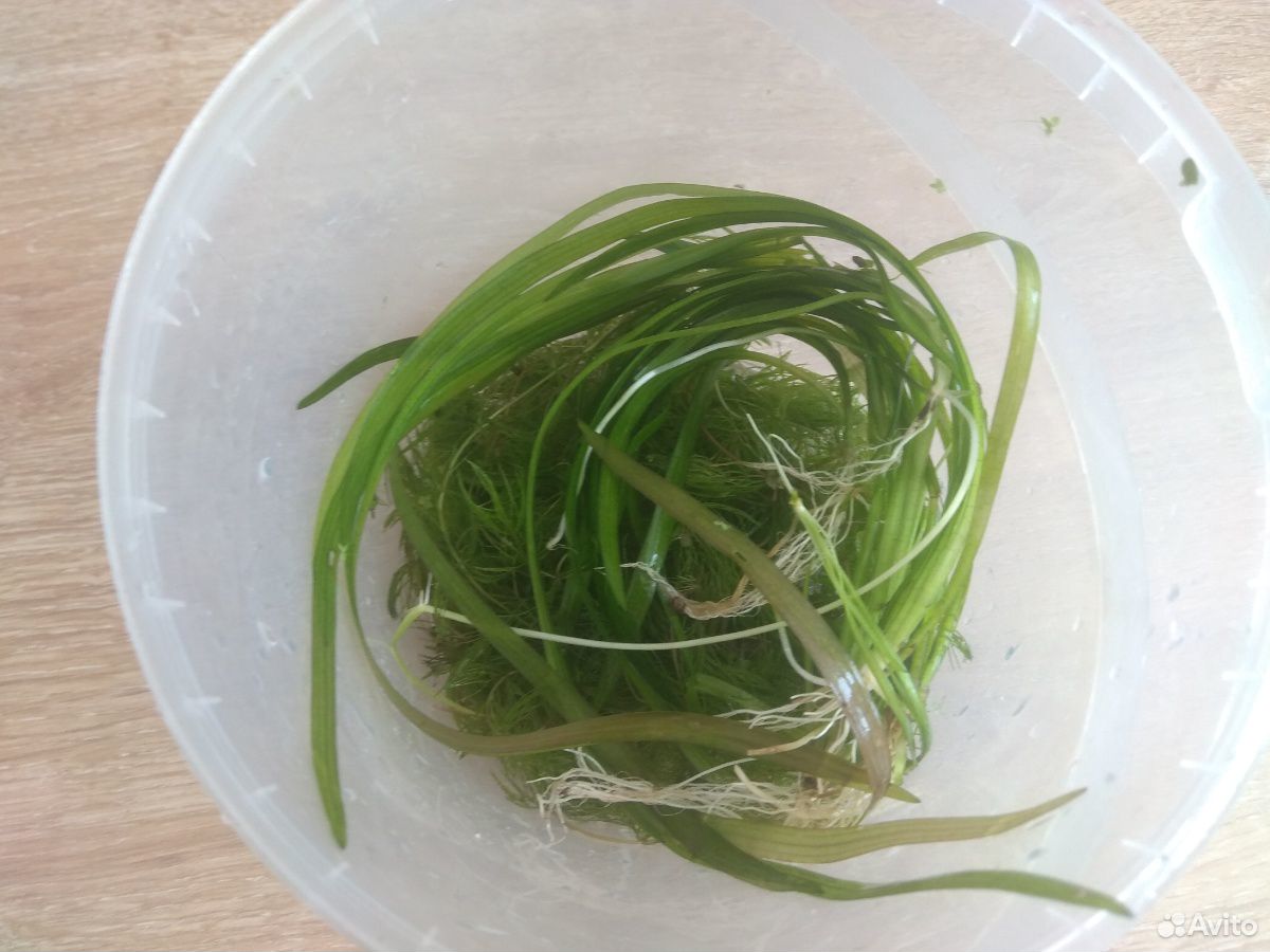 Аквариумное растение