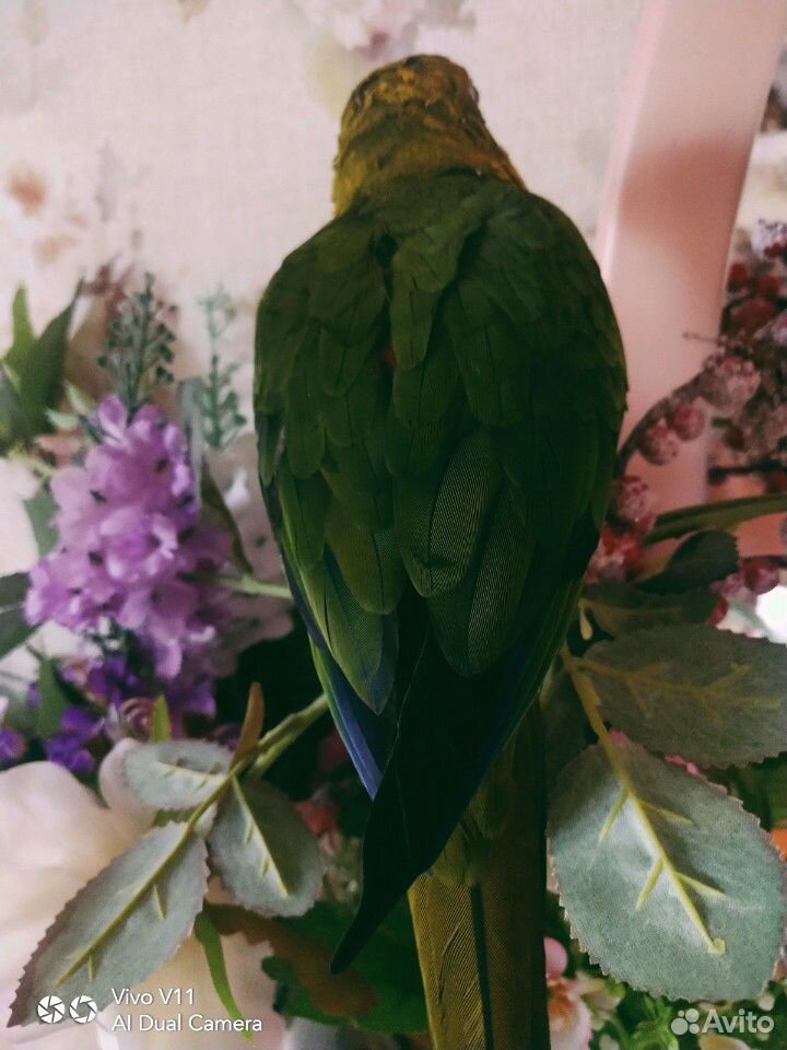 Птенец Аратинга Яндайя