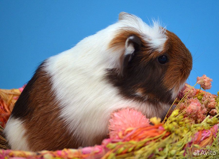 Малышка девочка морской свинки коронет