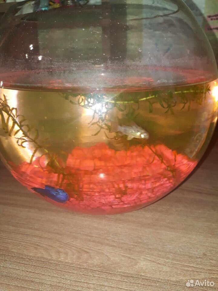 Соберу аквариум с рыбкой-петушком