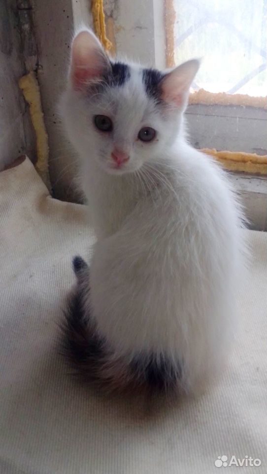 Эгейская кошка