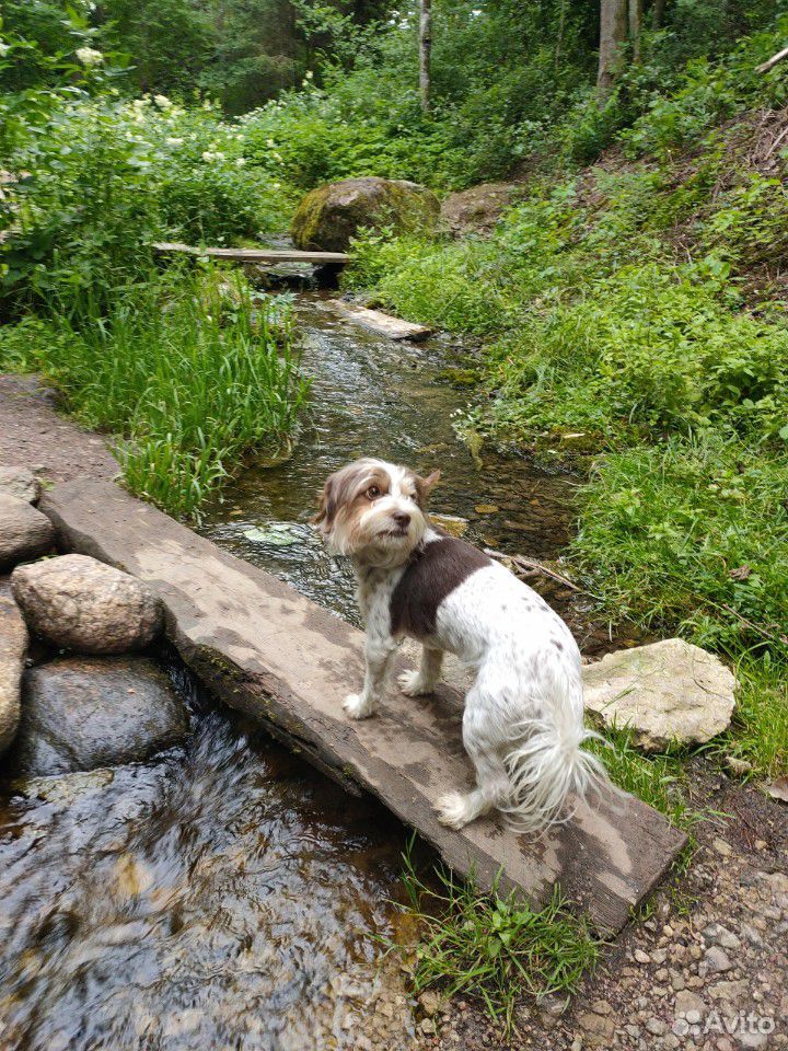 Бивер ищет девочку для сводки